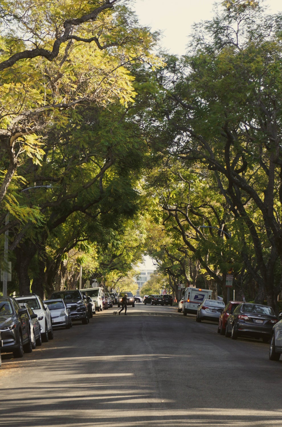 19 Los Angeles Tree Tunnels That Are Hidden Gems