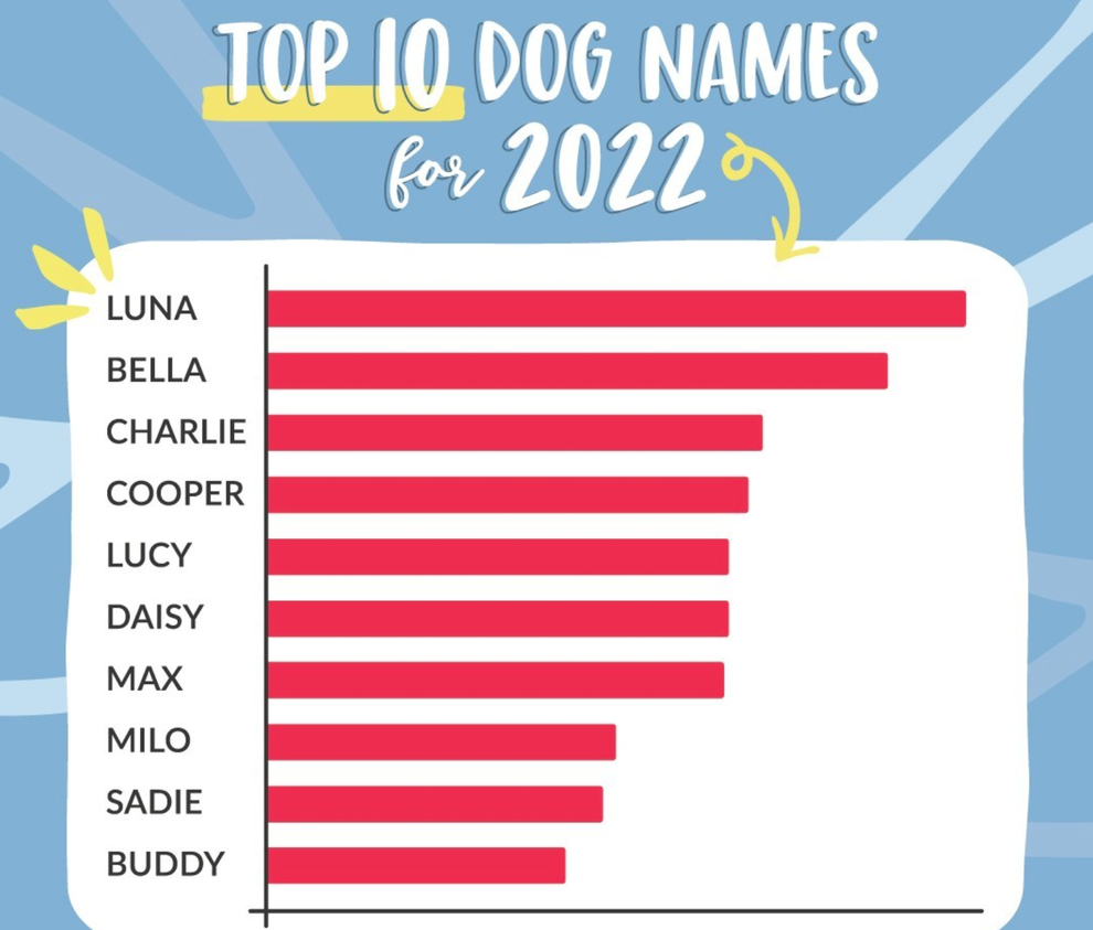 Vet Office Shares Most Common Dog Names