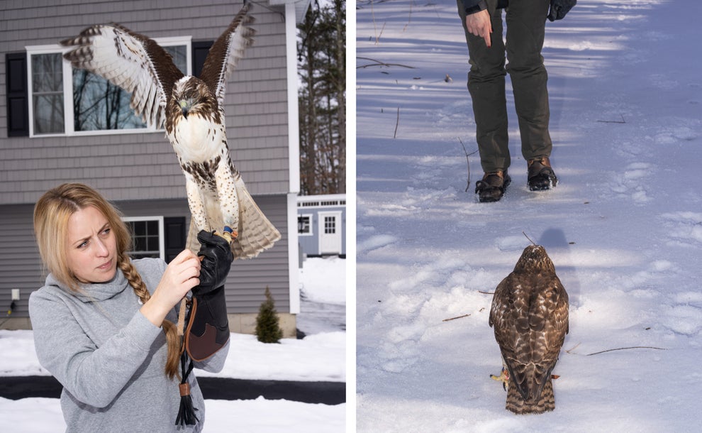 Falconry Is A Perfect Marriage Of Environment And Beauty