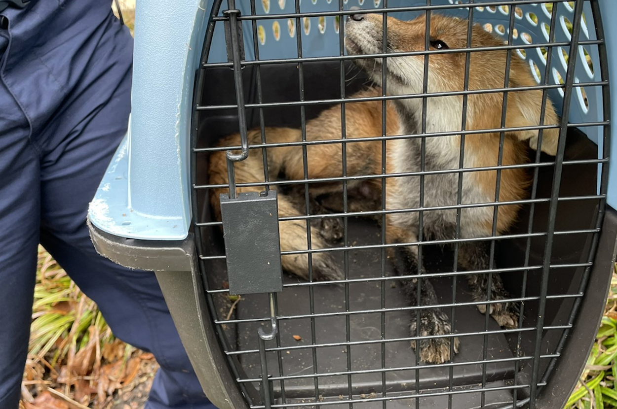 Fox Caught In DC After Biting Member Of Congress