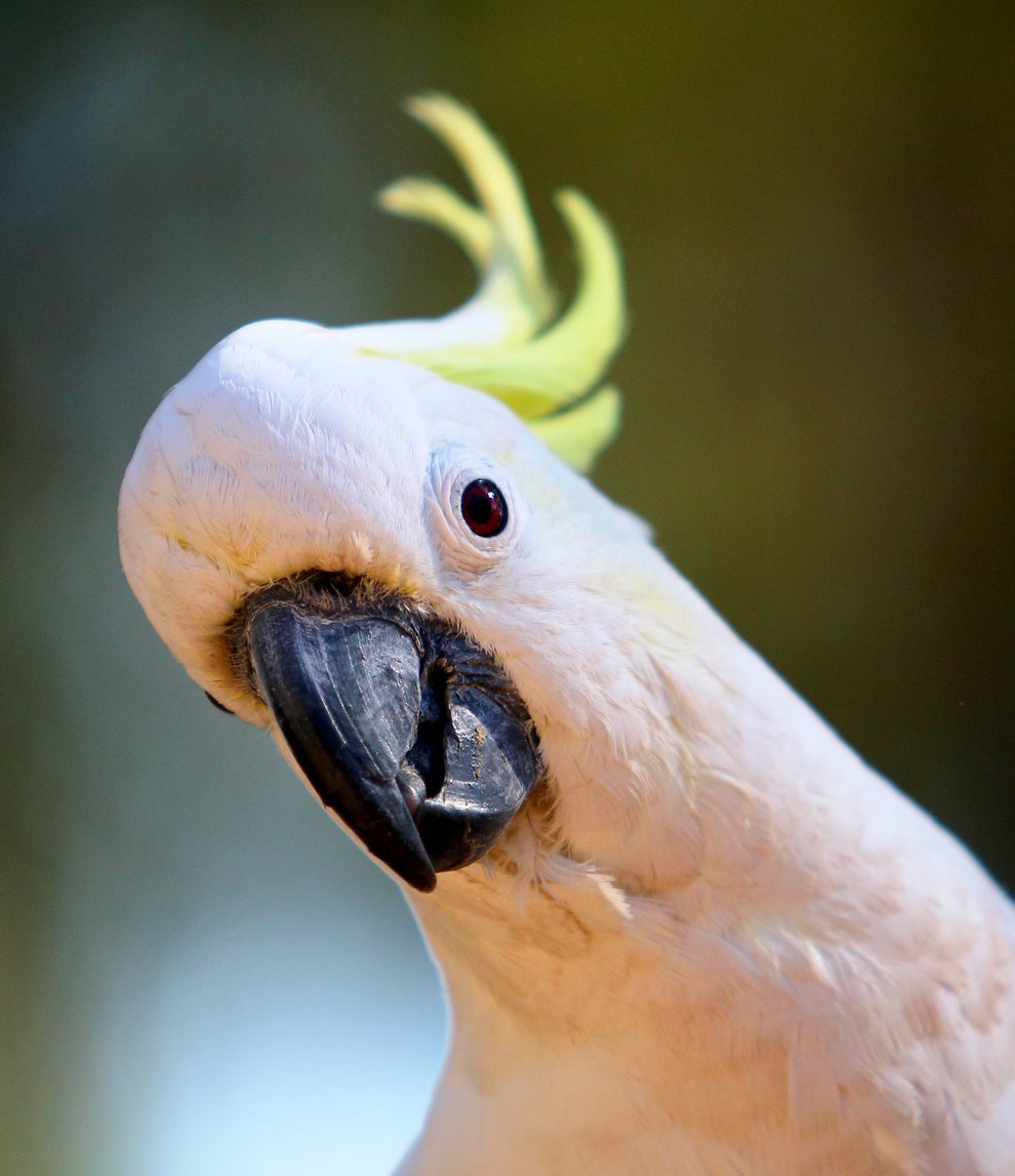 Australia's Most Annoying Animals