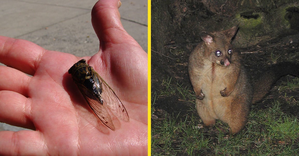 Australia's Most Annoying Animals