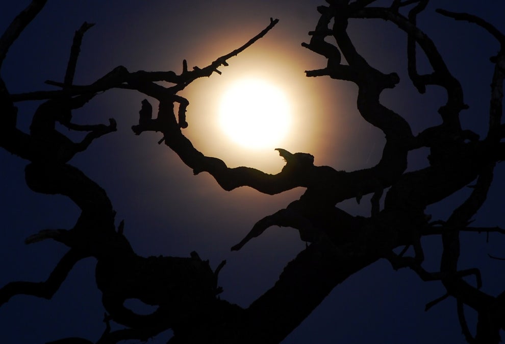 Devil's Tree Urban Legend And The True Crime Behind It