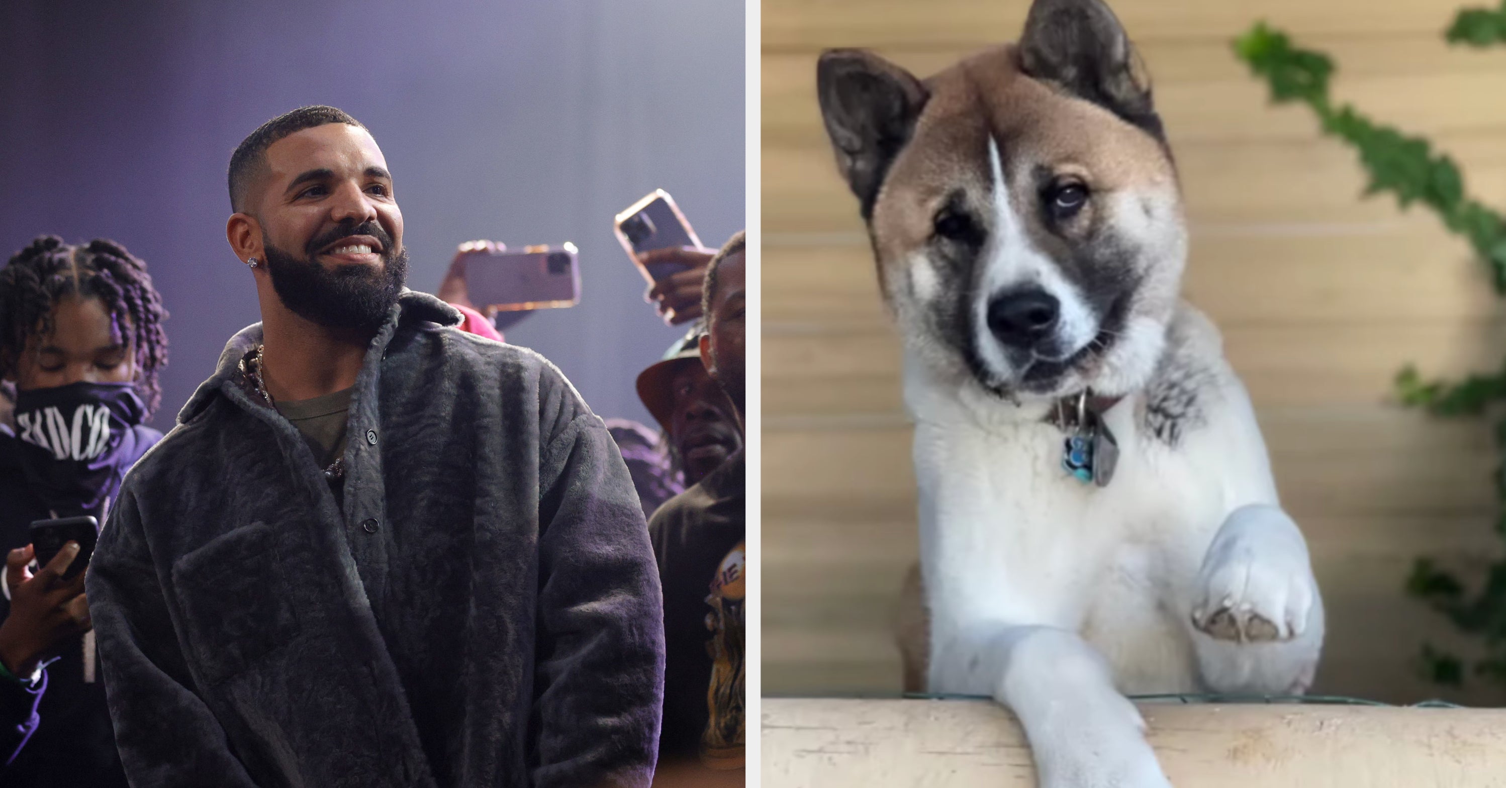 Drake Gave His Dog To A Trainer During The Summer Sixteen Hectic Tour