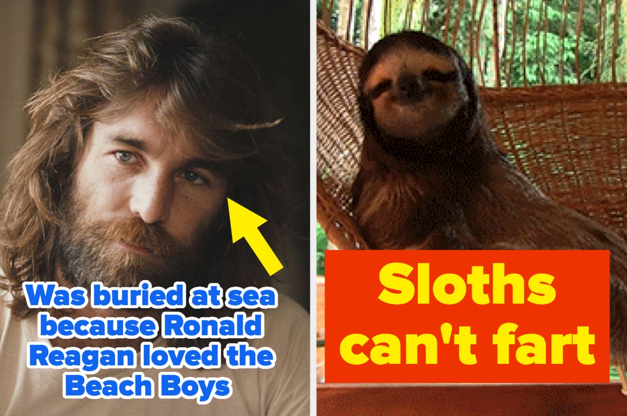 Rapist Sloth Original Photo