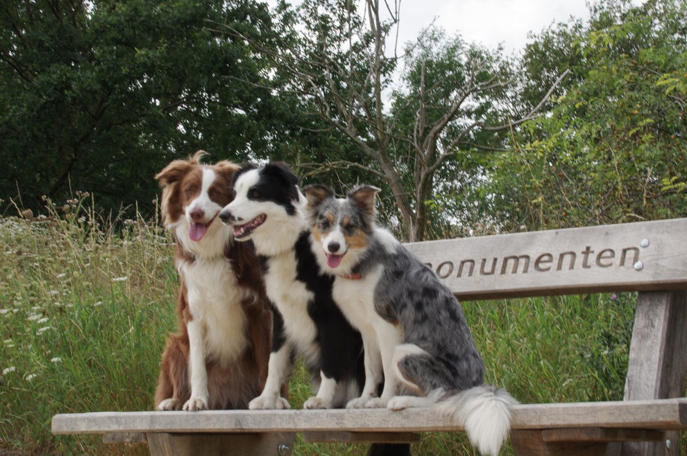 60 Facts About Dogs That Are Totally Fascinating