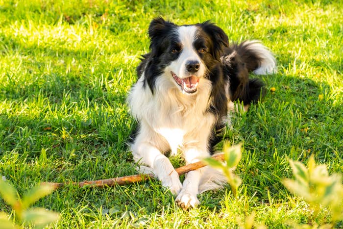 60 Facts About Dogs That Are Totally Fascinating