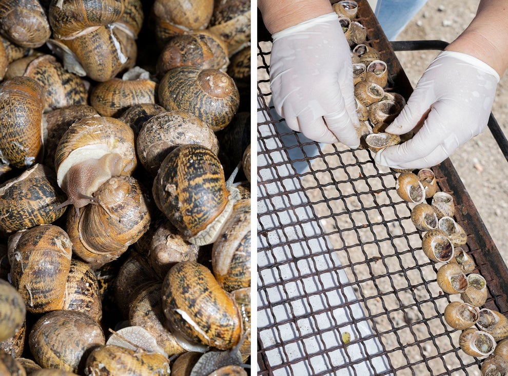 Snail Lovers, Rejoice: A Look Into A French Escargot Festival