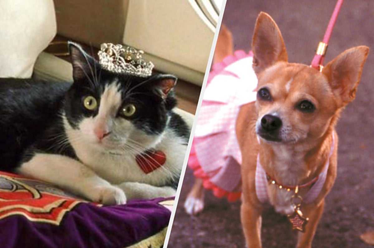 Most Famous Animal Actors at Jasper Saranealis blog