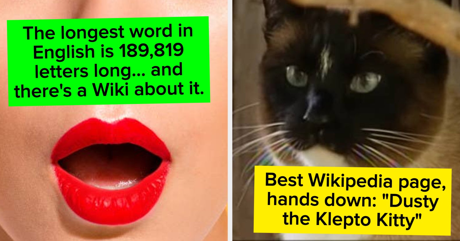 What's The Funniest Wikipedia Page You've Ever Read?