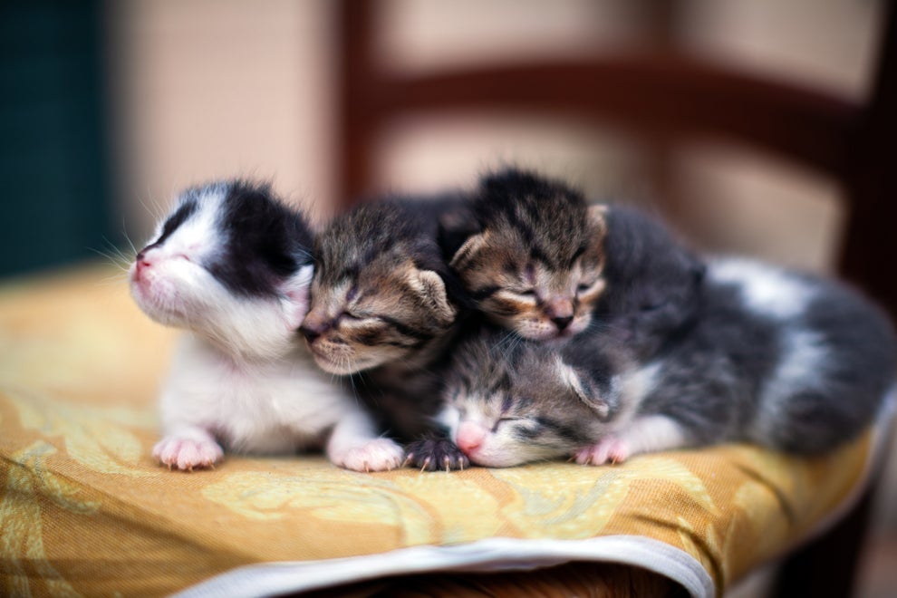 106 Cute Animal Pictures That'll Take Your Mind Off Things