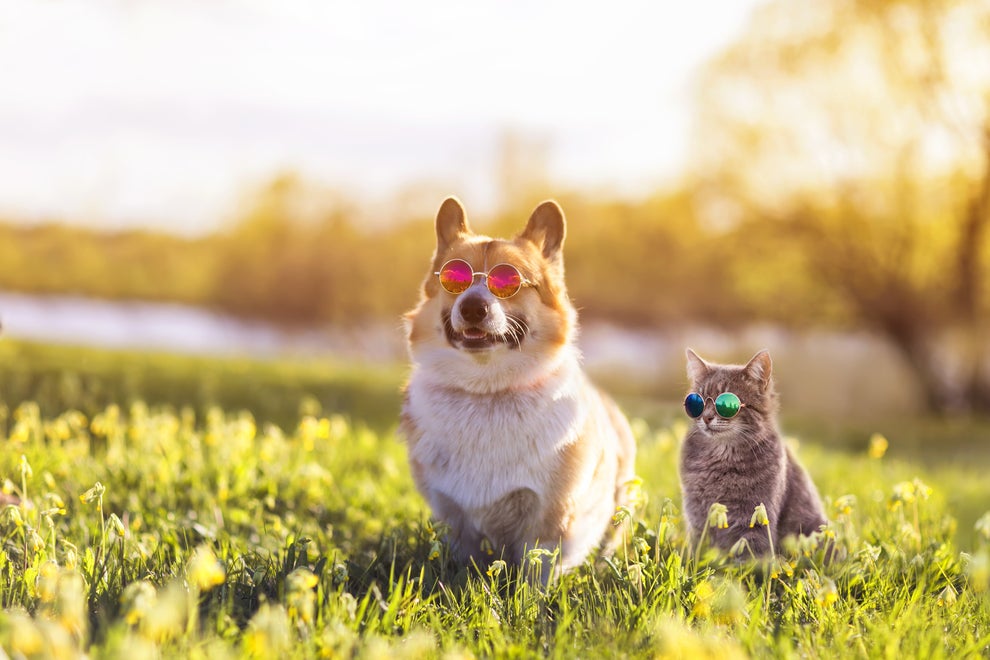 106 Cute Animal Pictures That'll Take Your Mind Off Things