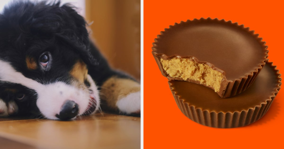 What Chocolate Candy Are You Based On Cute Animal Pics?