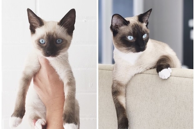 84 Cute Kitten Photos I Seriously Can't Get Over