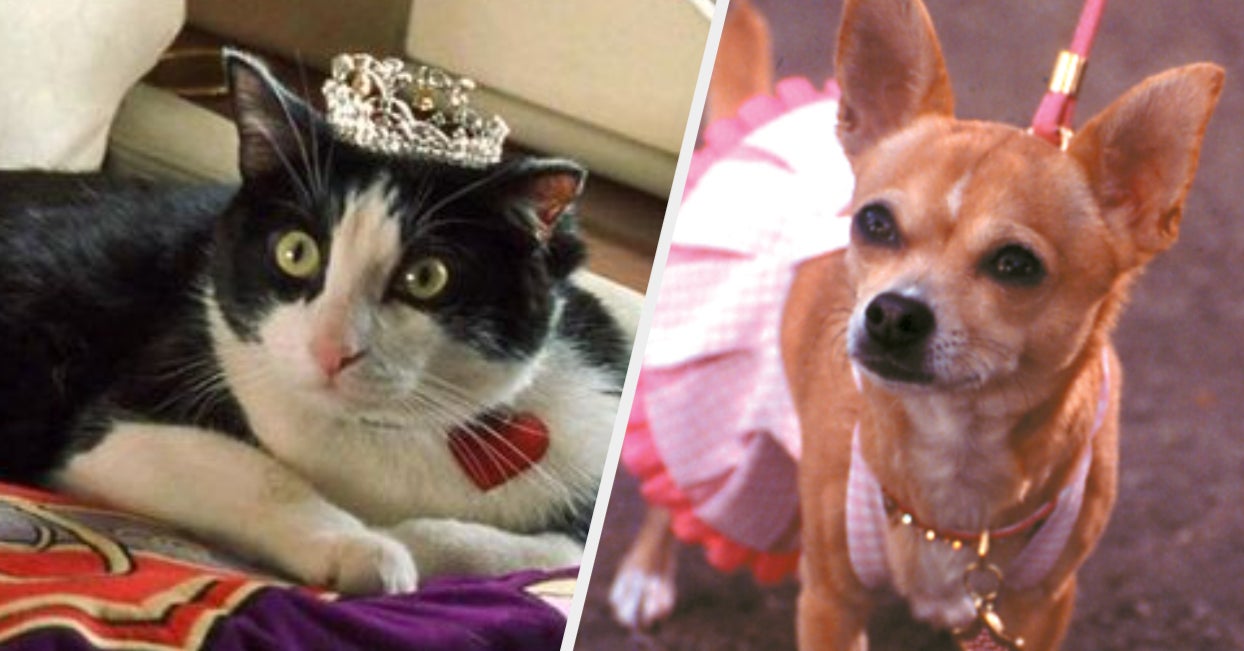 17 Fun Facts About Famous Animal Actors