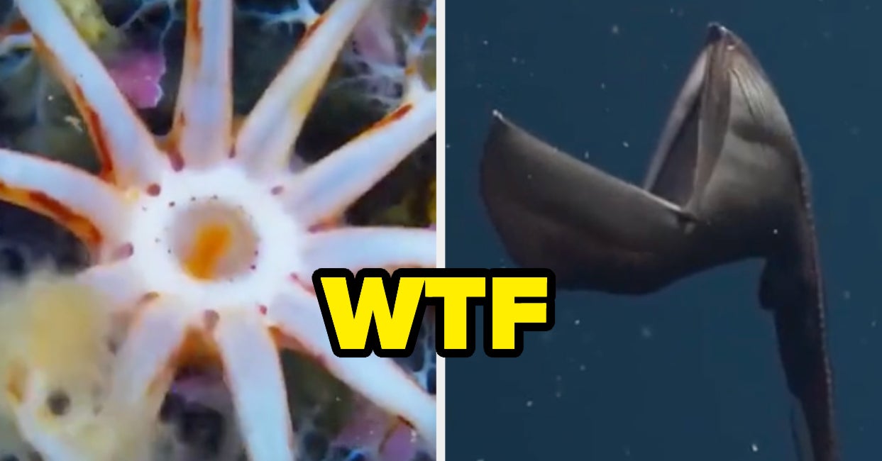 31 Sea Creatures That Are Cool, Weird, And Absolutely Terrifying