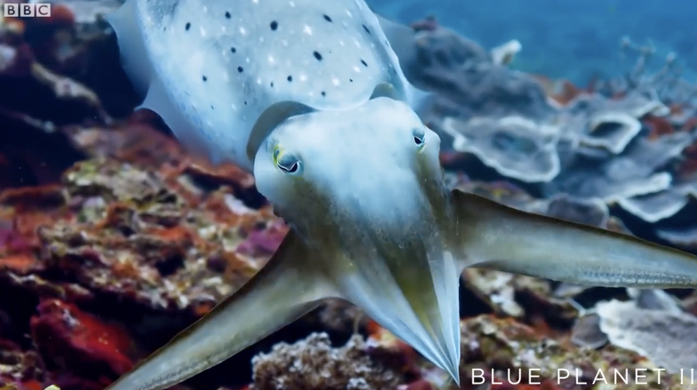 31 Sea Creatures That Are Cool, Weird, And Absolutely Terrifying
