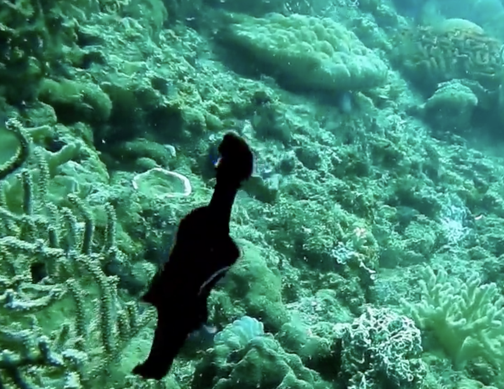 31 Sea Creatures That Are Cool, Weird, And Absolutely Terrifying