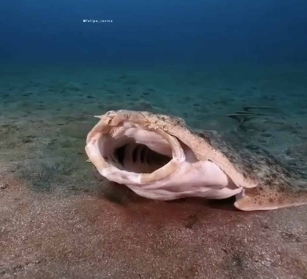 31 Sea Creatures That Are Cool, Weird, And Absolutely Terrifying
