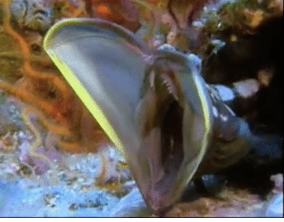 31 Sea Creatures That Are Cool, Weird, And Absolutely Terrifying