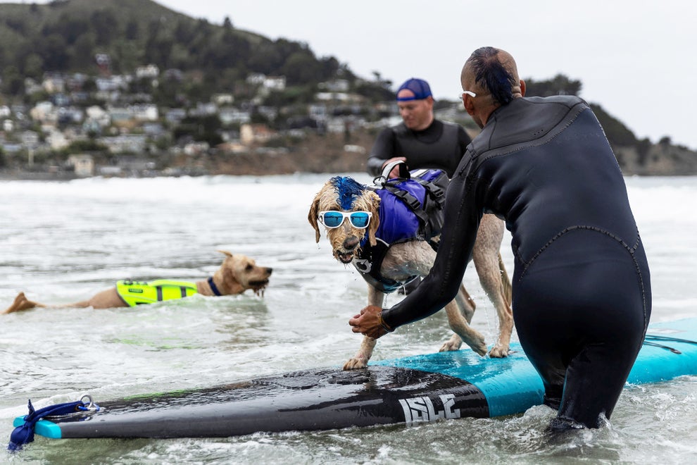 These Photos Show The Adorable And Athletic World Of Dog Surfing