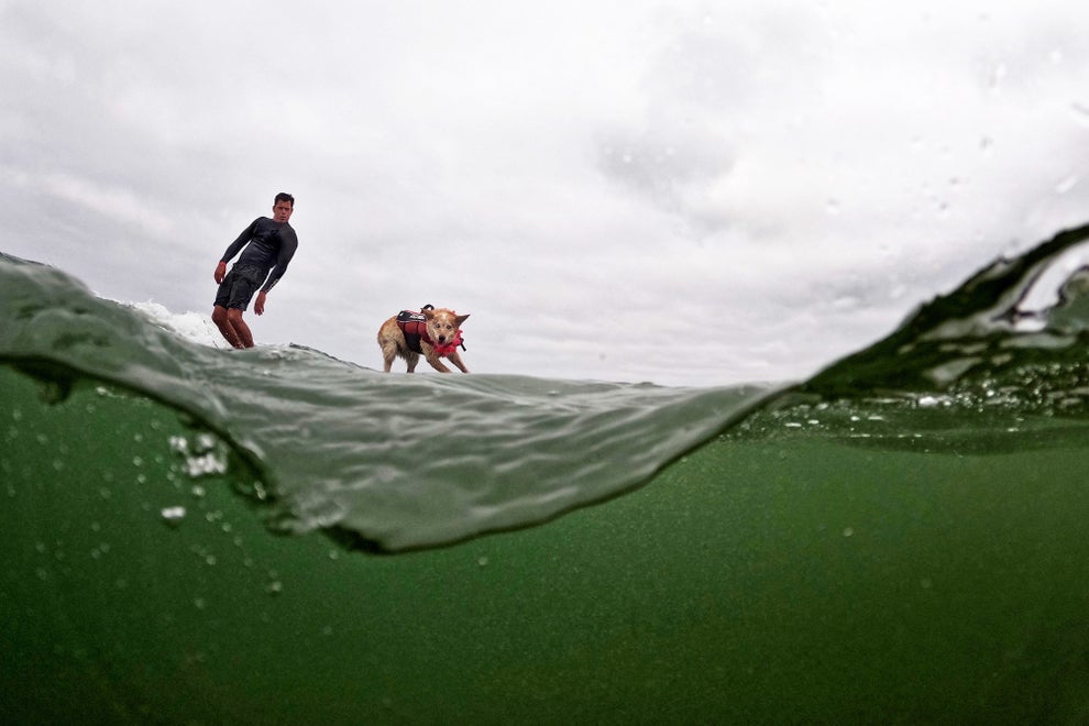 These Photos Show The Adorable And Athletic World Of Dog Surfing