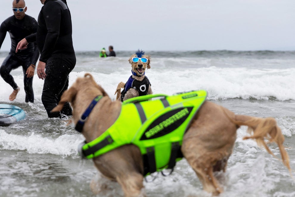 These Photos Show The Adorable And Athletic World Of Dog Surfing