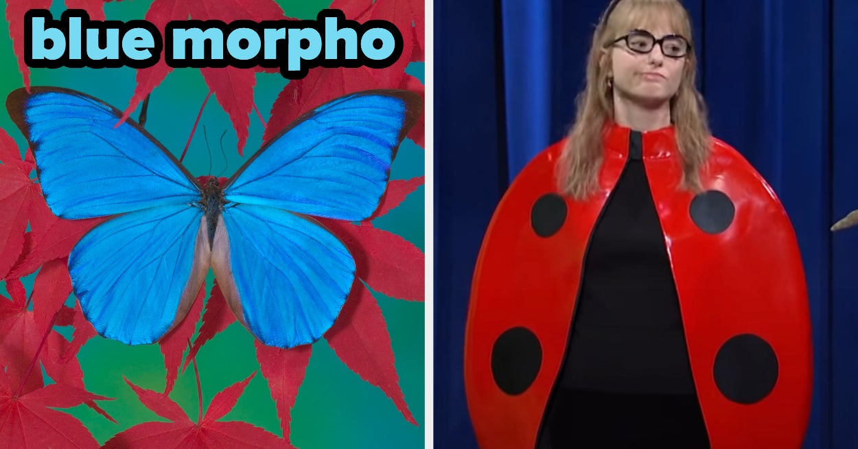 Be A Bug See Which Butterfly You Are Quiz