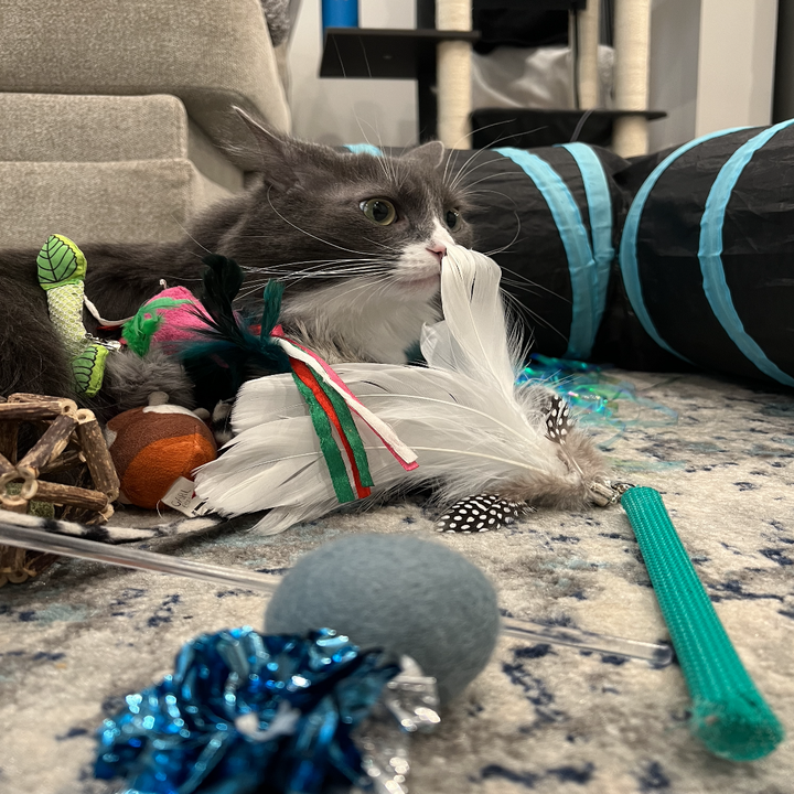 19 Useful Tips For Cat Owners