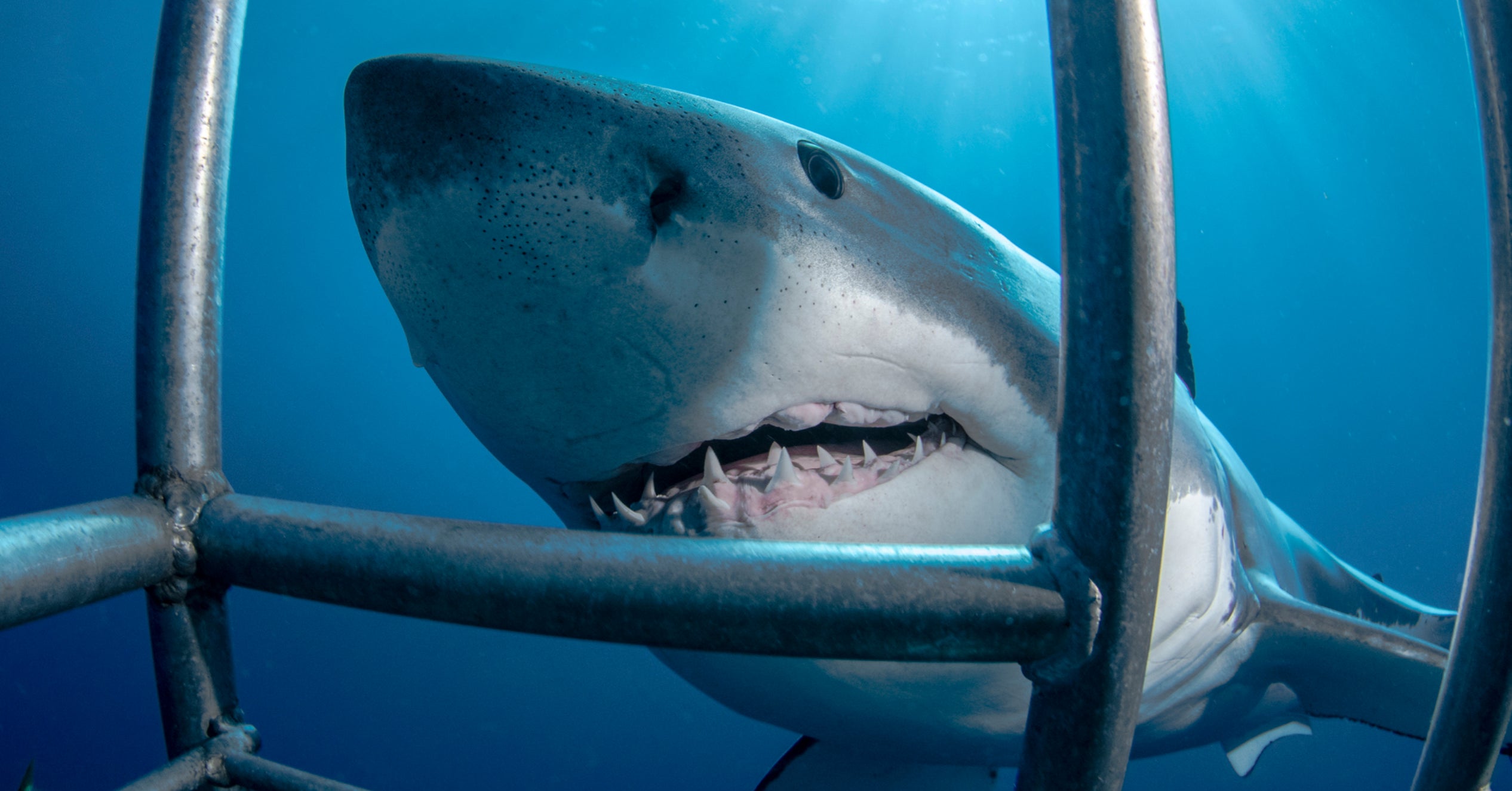 It's Time To Answer Your Most Burning Question — What Kind Of Shark Am I?