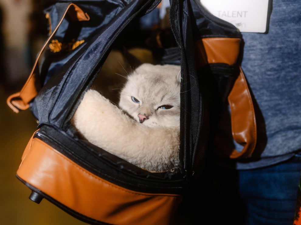 Photos From CatCon, The Biggest Convention For Cat Fans