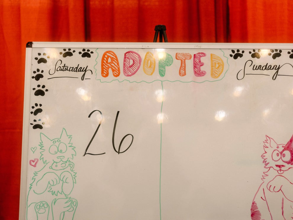 Photos From CatCon, The Biggest Convention For Cat Fans