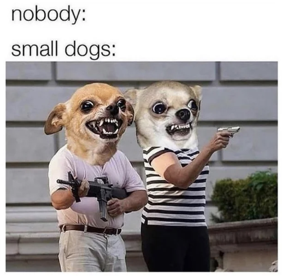 Memes About Having A Dog That I Can't Help But Belly Laugh At