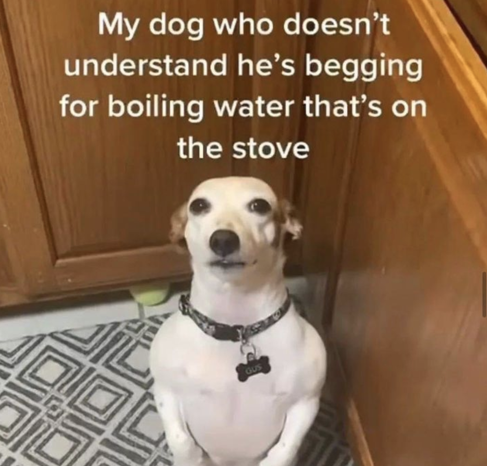 Memes About Having A Dog That I Can't Help But Belly Laugh At