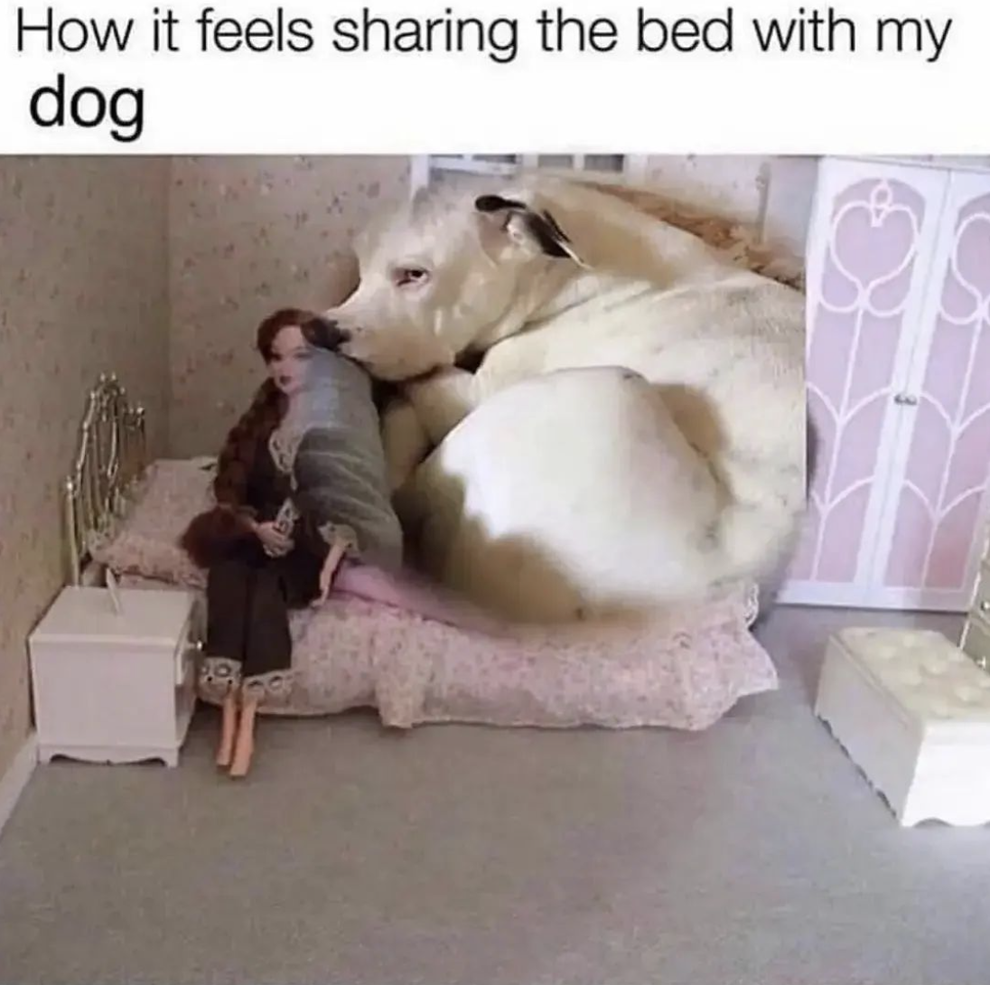 Memes About Having A Dog That I Can't Help But Belly Laugh At