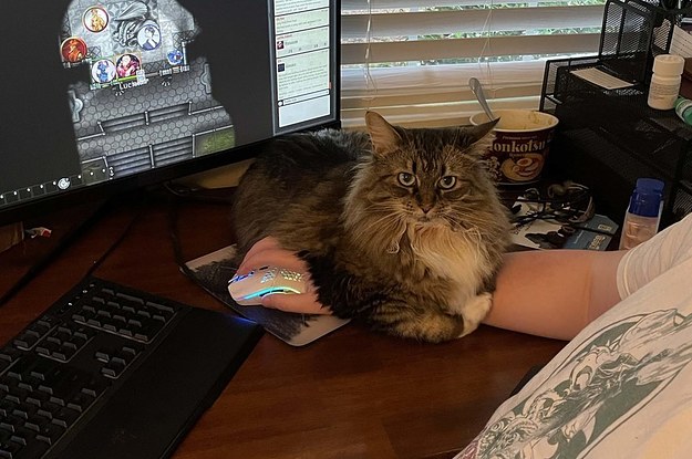 Ranking 10 Photos Of My Family's Cats