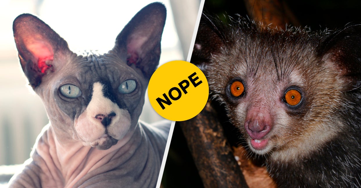 Are These Animals Cute Or Scary?