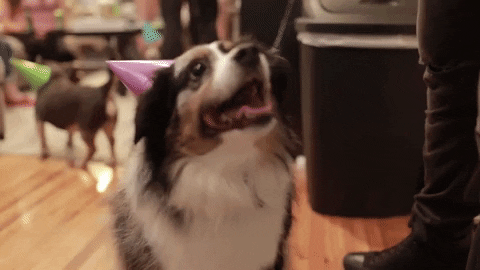 Dog Cupcake Gif Flashback