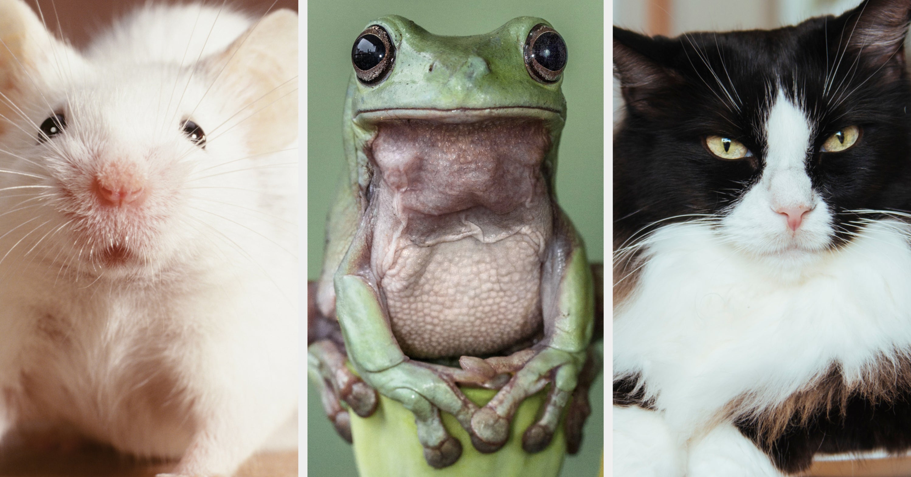 You're Either A Rat, A Cat, Or A Frog — Let's Find Out Which One