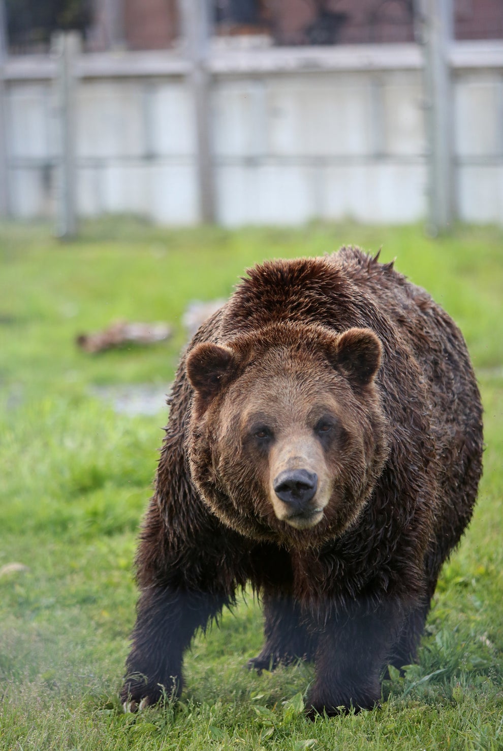 Wes Bentley Kicked Bear In The Face And Broke His Foot