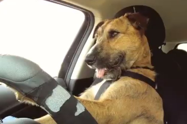 Take a Look at the World's First Driving Dog (Video) | Complex