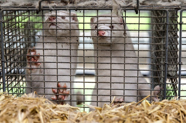 Dead Mink With Mutated Strain of COVID-19 Are Rising From Mass Graves ...