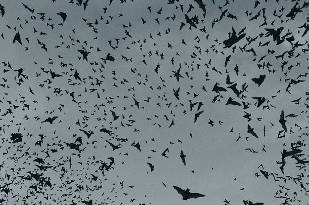 Viral Photo of ‘Human-Sized’ Bat Resurfaces and People Are Fact ...