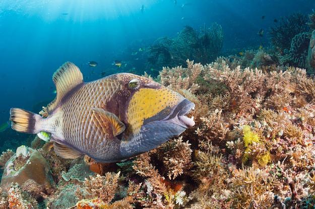 Viral Image of Fish With Human-Like Lips and Teeth Is Freaking People ...