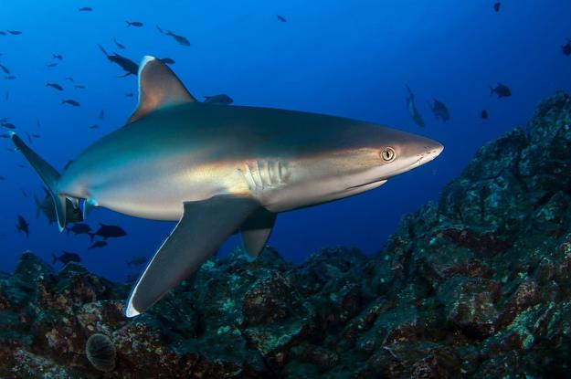 Video Shows Coast Guard Opening Fire on Huge Shark Swimming Toward Crew ...