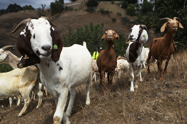 Nearly 200 Goats Broke Free From Enclosure and Roamed the Streets of ...