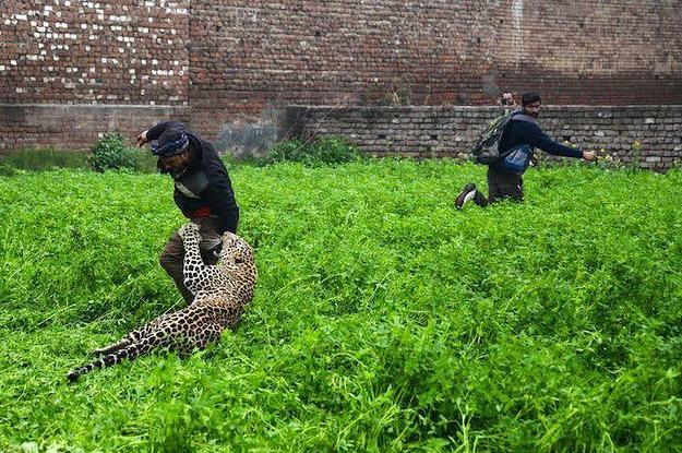 Wild Video Shows Leopard Attacking People in Indian Residential Area ...