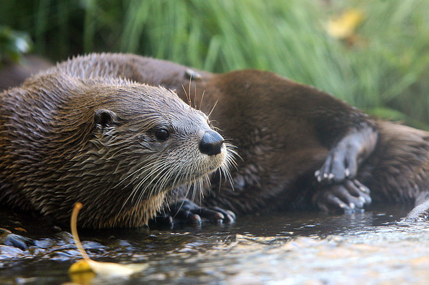Alaska Officials Issue Warning on River Otters After Series of Attacks ...