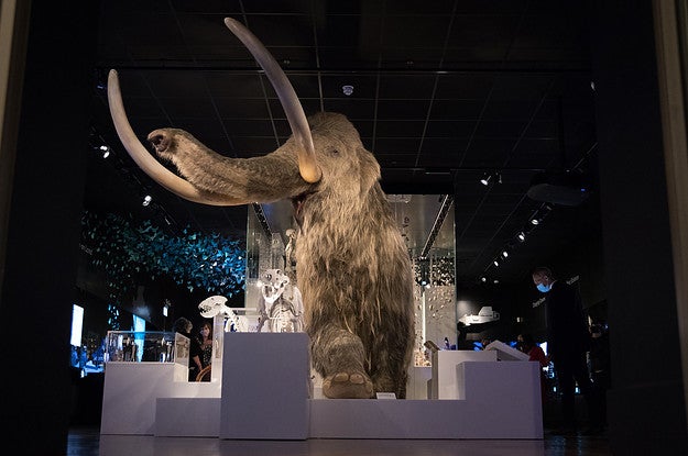 New Company With $15 Million in Funding Hopes to Bring Back the Woolly ...
