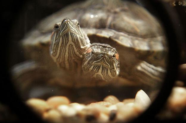 Rare Two-Headed Turtle Found in South Carolina | Complex